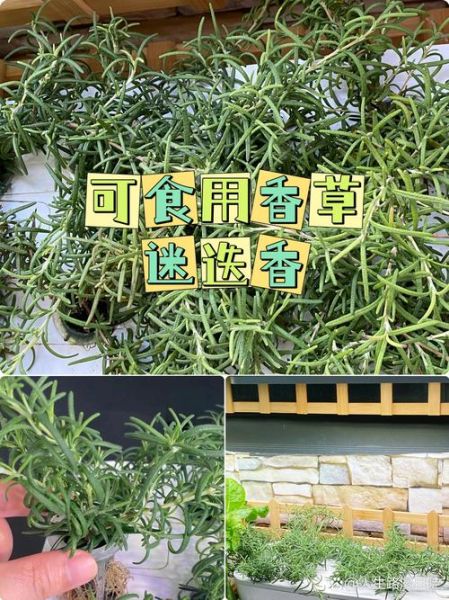 迷迭香的功效与作用_迷迭香怎么吃效果最好-第3张图片-山城妙识 迷迭香的功效与作用_迷迭香怎么吃效果最好-第3张图片-山城妙识