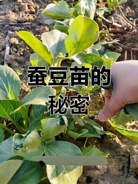 蚕豆苗图片怎么拍_蚕豆苗长什么样-第1张图片-山城妙识 蚕豆苗图片怎么拍_蚕豆苗长什么样-第1张图片-山城妙识