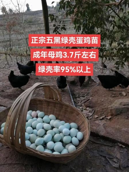 绿壳蛋鸡苗哪里有卖_如何挑选优质苗-第1张图片-山城妙识 绿壳蛋鸡苗哪里有卖_如何挑选优质苗-第1张图片-山城妙识