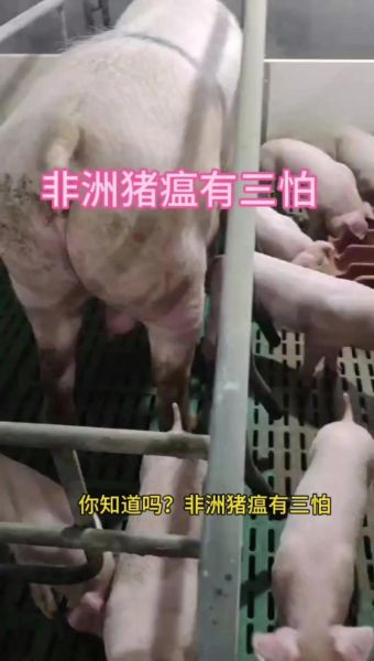 非洲猪瘟最新消息_还能吃猪肉吗-第1张图片-山城妙识 非洲猪瘟最新消息_还能吃猪肉吗-第1张图片-山城妙识