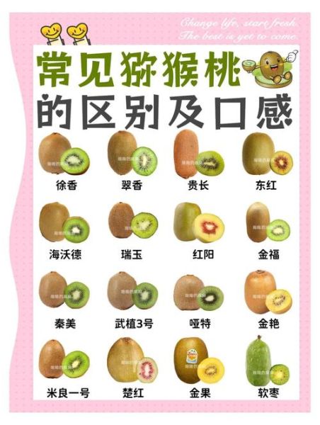 猕猴桃的热量是多少_减肥能吃吗-第3张图片-山城妙识