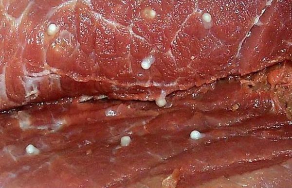 猪肉绦虫怎么杀死_猪肉绦虫高温能杀死吗-第1张图片-山城妙识