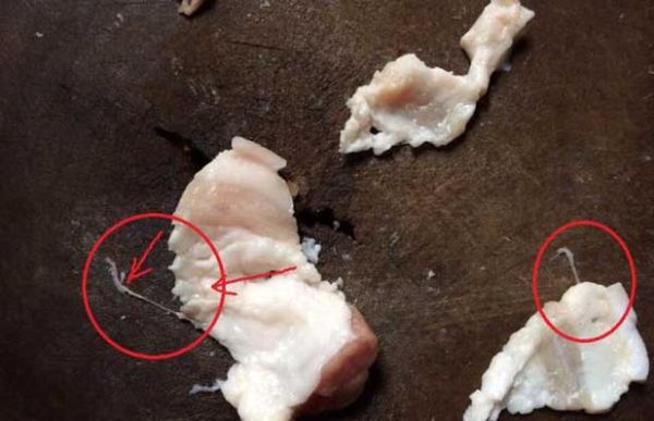 猪肉绦虫怎么杀死_猪肉绦虫高温能杀死吗-第2张图片-山城妙识