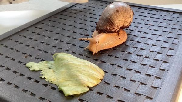 非洲大蜗牛怎么烹饪_非洲大蜗牛能吃吗-第1张图片-山城妙识 非洲大蜗牛怎么烹饪_非洲大蜗牛能吃吗-第1张图片-山城妙识