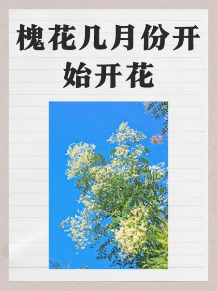 洋槐花几月开_洋槐花什么时候最香-第1张图片-山城妙识 洋槐花几月开_洋槐花什么时候最香-第1张图片-山城妙识