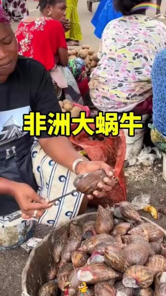 非洲大蜗牛怎么烹饪_非洲大蜗牛能吃吗-第3张图片-山城妙识 非洲大蜗牛怎么烹饪_非洲大蜗牛能吃吗-第3张图片-山城妙识