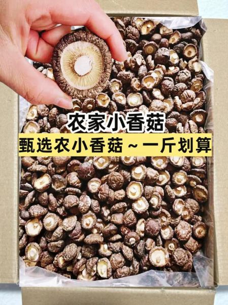 香菇哪里产的最正宗最好_如何挑选顶级香菇-第2张图片-山城妙识 香菇哪里产的最正宗最好_如何挑选顶级香菇-第2张图片-山城妙识