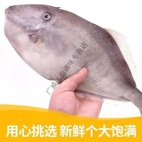 马面鱼和扒皮鱼区别_马面鱼和扒皮鱼哪个好吃-第2张图片-山城妙识