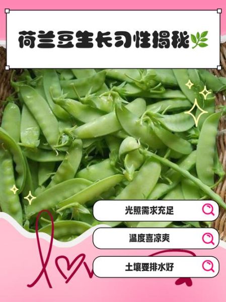 荷兰豆为什么叫荷兰豆_荷兰豆名字的由来-第2张图片-山城妙识