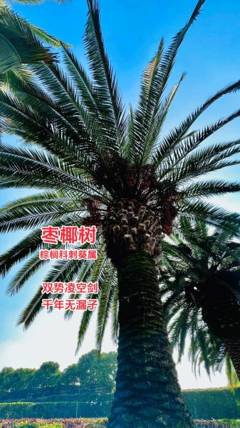 海椰子树怎么种_海椰子树多久结果-第2张图片-山城妙识