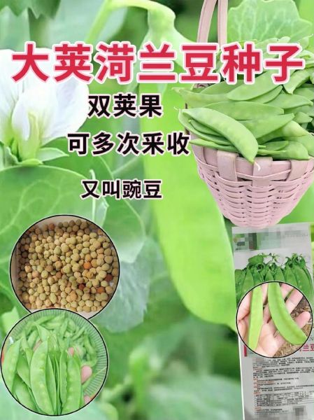 荷兰豆为什么叫荷兰豆_荷兰豆名字的由来-第3张图片-山城妙识