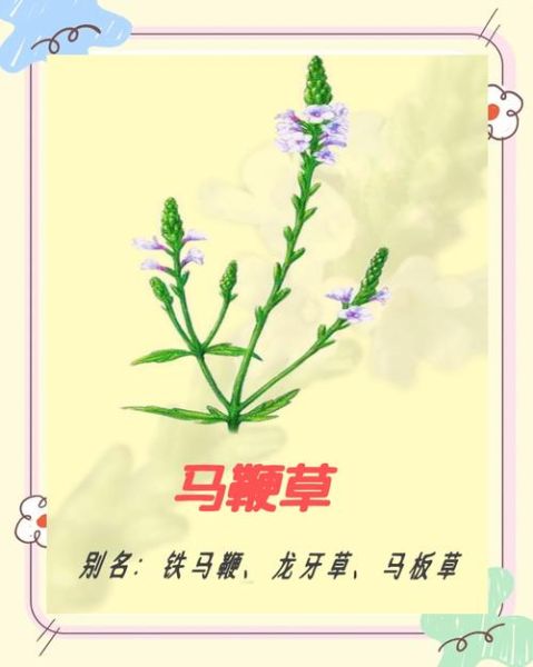 马鞭草图片大全大图_马鞭草高清图鉴-第1张图片-山城妙识