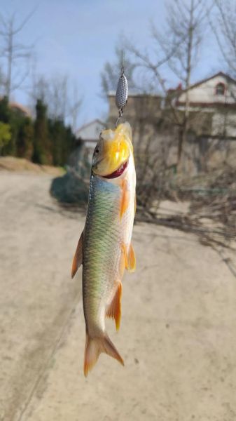 马口鱼多少钱一斤_马口鱼价格行情-第2张图片-山城妙识