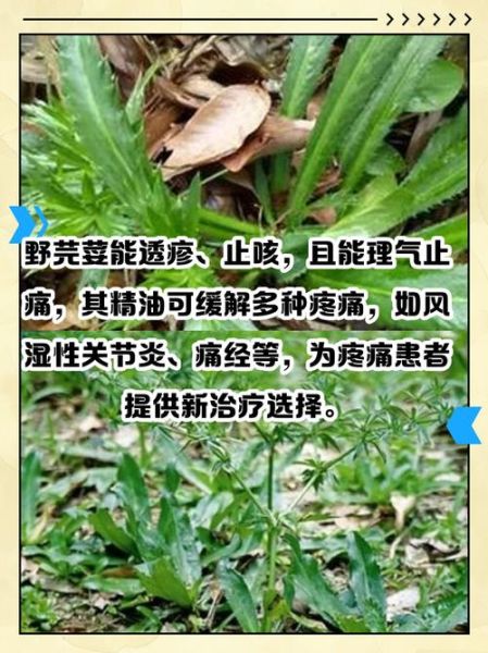 野芫荽的功效与作用_野芫荽怎么吃最好-第1张图片-山城妙识