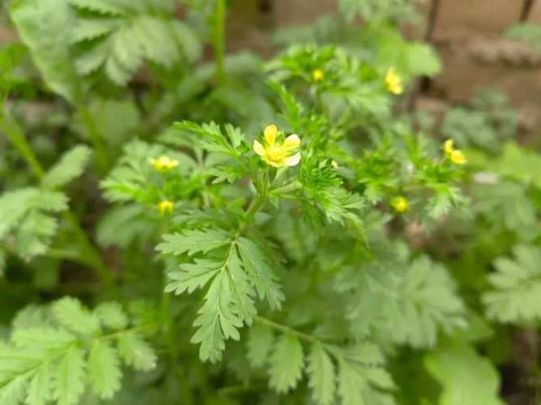 野芫荽的功效与作用_野芫荽怎么吃最好-第2张图片-山城妙识