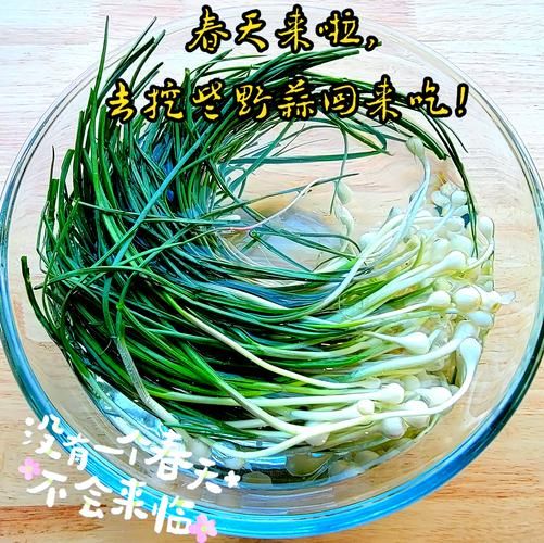 野生小蒜怎么腌好吃_腌小蒜的正确方法-第1张图片-山城妙识
