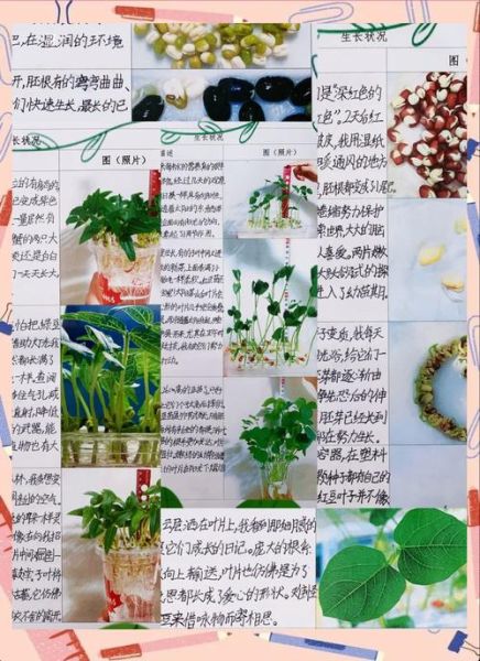 黄豆生长过程_观察日记怎么写-第1张图片-山城妙识