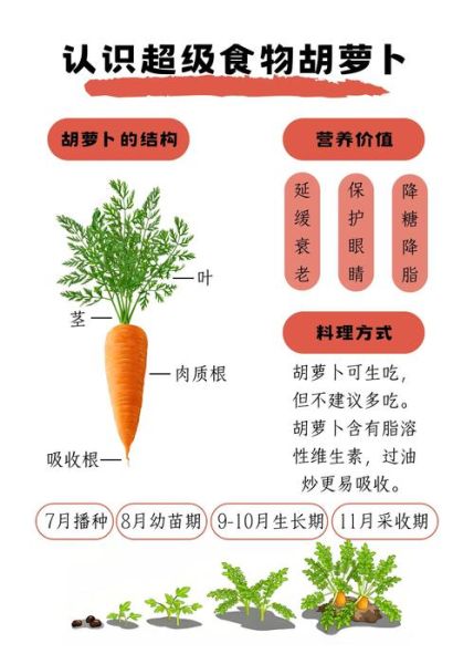 胡萝卜有哪些营养成分_胡萝卜怎么吃最营养-第1张图片-山城妙识