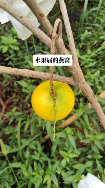 黄晶果怎么种植_黄晶果营养价值-第2张图片-山城妙识