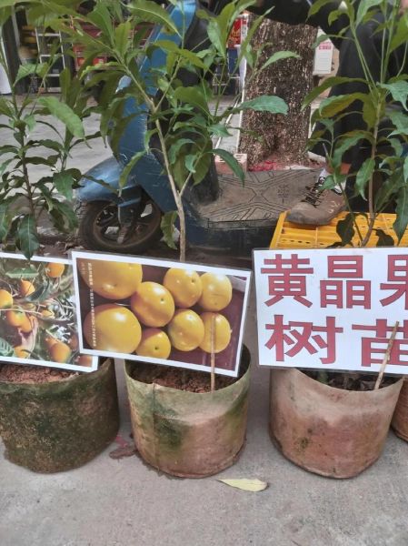 黄晶果怎么种植_黄晶果营养价值-第3张图片-山城妙识