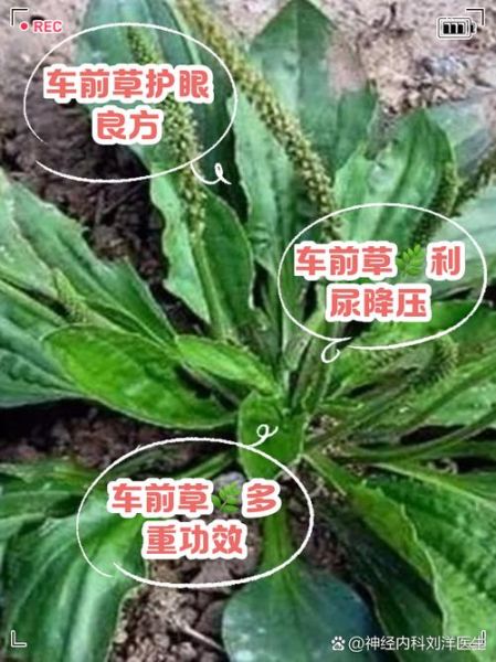 车前草的功效与作用_车前草能治什么病-第2张图片-山城妙识