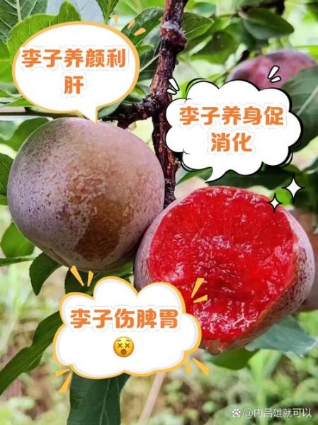 李子果的功效与作用_李子果怎么吃最健康-第1张图片-山城妙识