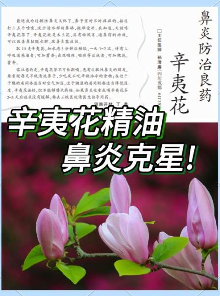 辛夷花鼻炎偏方_辛夷花治疗鼻炎怎么用-第1张图片-山城妙识