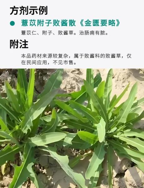 败酱草的功效与作用_败酱草能治哪些病-第1张图片-山城妙识