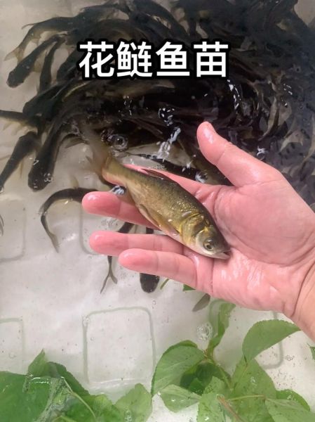 鲢鱼苗价格多少钱一斤_如何挑选优质鲢鱼苗-第1张图片-山城妙识
