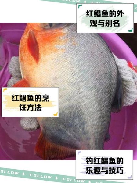 红鲳鱼为什么吃的人越来越少_红鲳鱼口感变差了吗-第1张图片-山城妙识