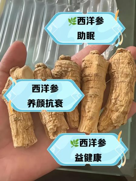 西洋参泡水喝的害处_哪些人不能喝西洋参水-第3张图片-山城妙识
