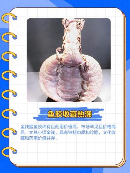 金钱鳘鱼胶价格多少钱一斤_如何辨别真假-第3张图片-山城妙识