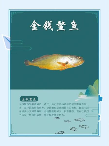 金钱鳘鱼胶价格多少钱一斤_如何辨别真假-第2张图片-山城妙识