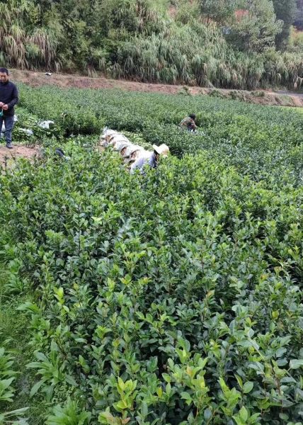 油茶种植技术大全_油茶一亩种多少棵合适-第2张图片-山城妙识