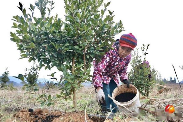 油茶种植技术大全_油茶一亩种多少棵合适-第1张图片-山城妙识