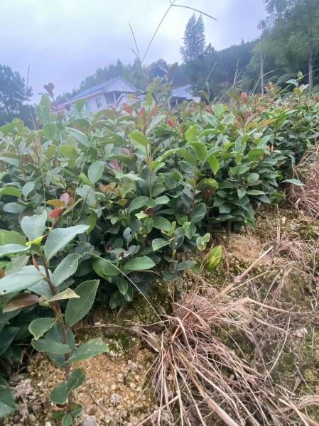 油茶种植技术大全_油茶一亩种多少棵合适-第3张图片-山城妙识