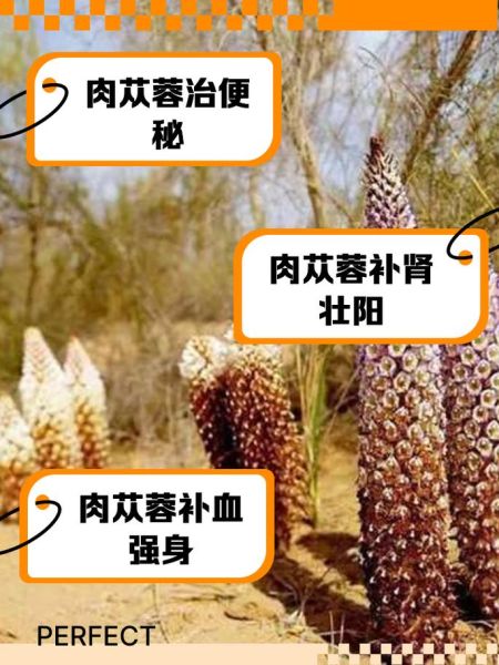肉松茸和肉苁蓉的区别_哪个更适合养生-第2张图片-山城妙识