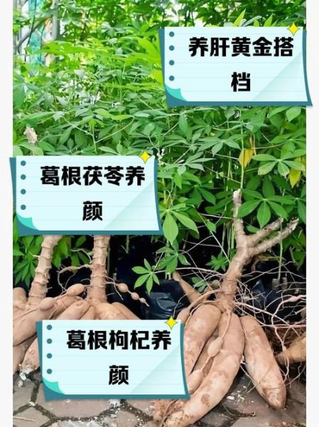 葛根泡水喝的功效与作用_葛根怎么泡水喝最好-第1张图片-山城妙识