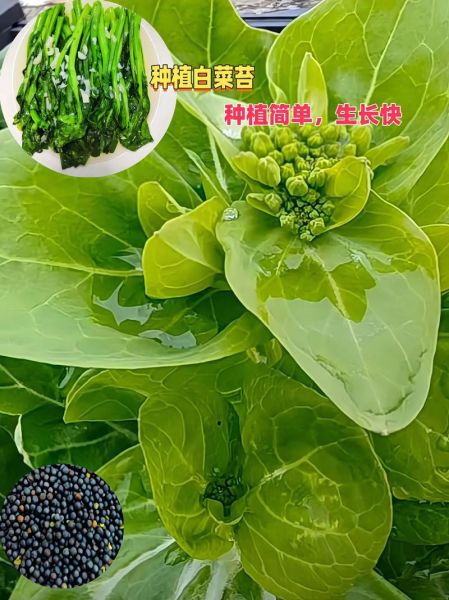 白菜苔怎么炒好吃_白菜苔的营养价值-第2张图片-山城妙识