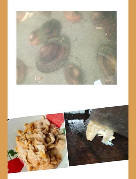冰冻河蚌肉怎么做好吃_冰冻河蚌肉的家常做法-第2张图片-山城妙识