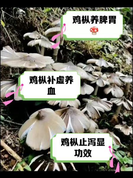 食用菌怎么保存_食用菌有哪些营养价值-第1张图片-山城妙识