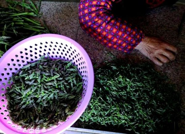芦笋茶怎么泡_芦笋茶冲泡水温多少度-第2张图片-山城妙识