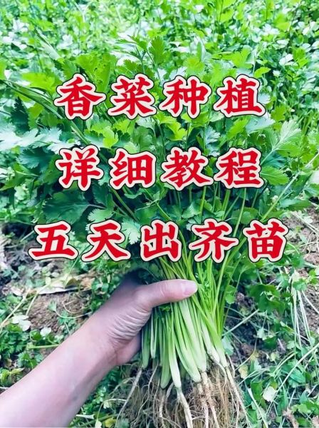 香菜什么时候种最合适_香菜种植方法步骤-第1张图片-山城妙识