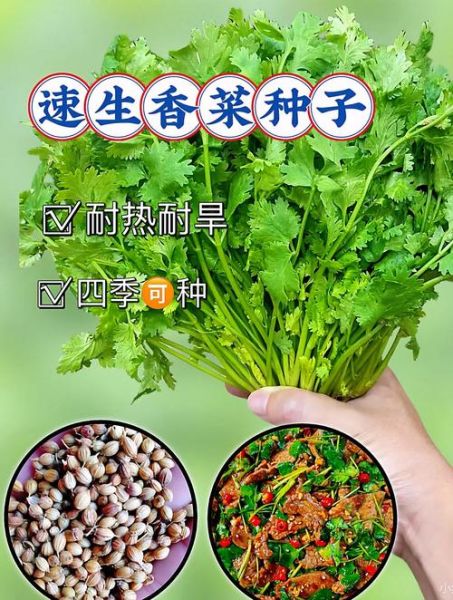 香菜什么时候种最合适_香菜种植方法步骤-第3张图片-山城妙识