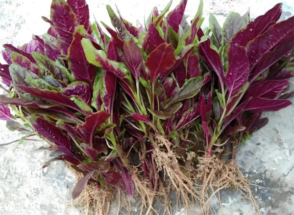 苋菜是什么菜_苋菜有哪些营养价值-第2张图片-山城妙识