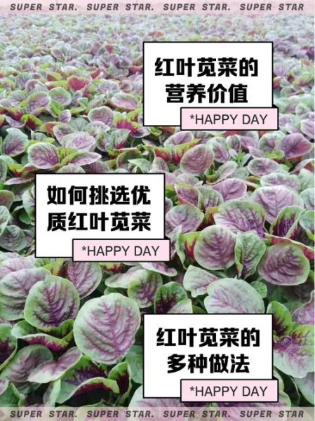 苋菜是什么菜_苋菜有哪些营养价值-第1张图片-山城妙识