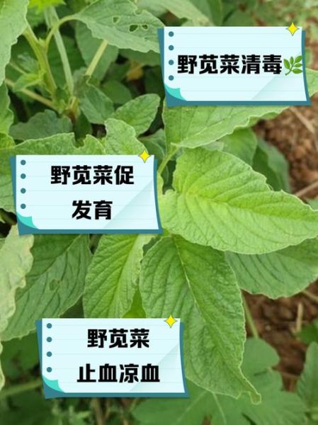 苋菜是什么菜_苋菜有哪些营养价值-第3张图片-山城妙识