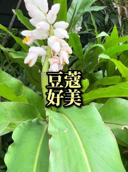 豆蔻年华指几岁_豆蔻年华的典故出处-第3张图片-山城妙识 豆蔻年华指几岁_豆蔻年华的典故出处-第3张图片-山城妙识