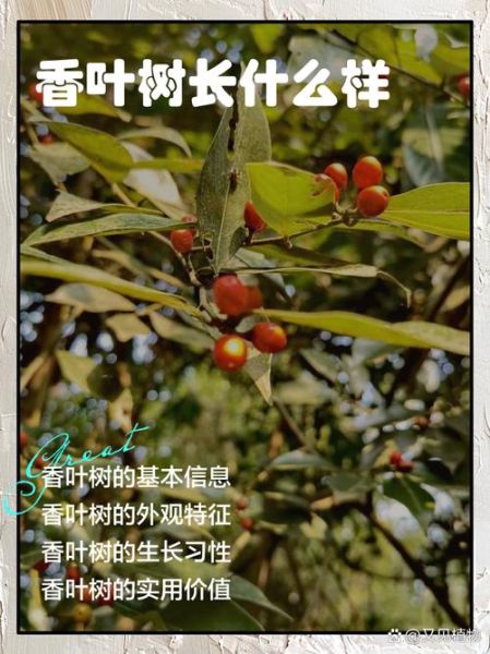 香叶树长什么样_香叶树图片及特征-第1张图片-山城妙识