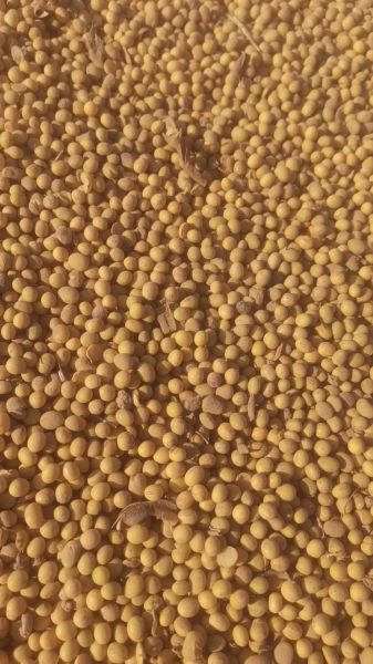 黄豆价格行情最新价格_今日黄豆多少钱一斤-第2张图片-山城妙识